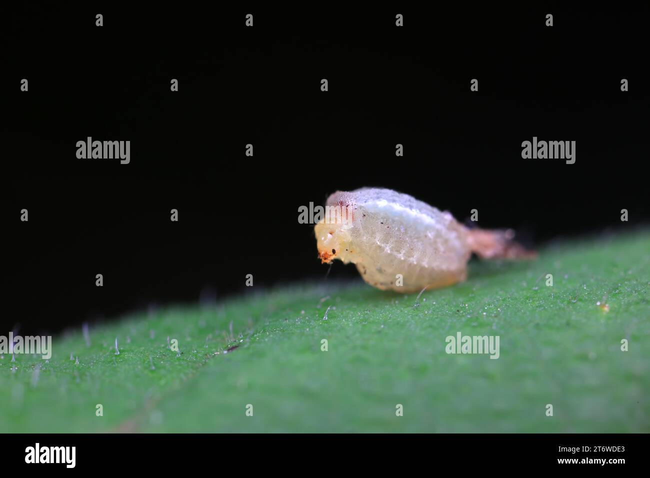 Beetle larvae crawl on wild plants, North China Stock Photo - Alamy