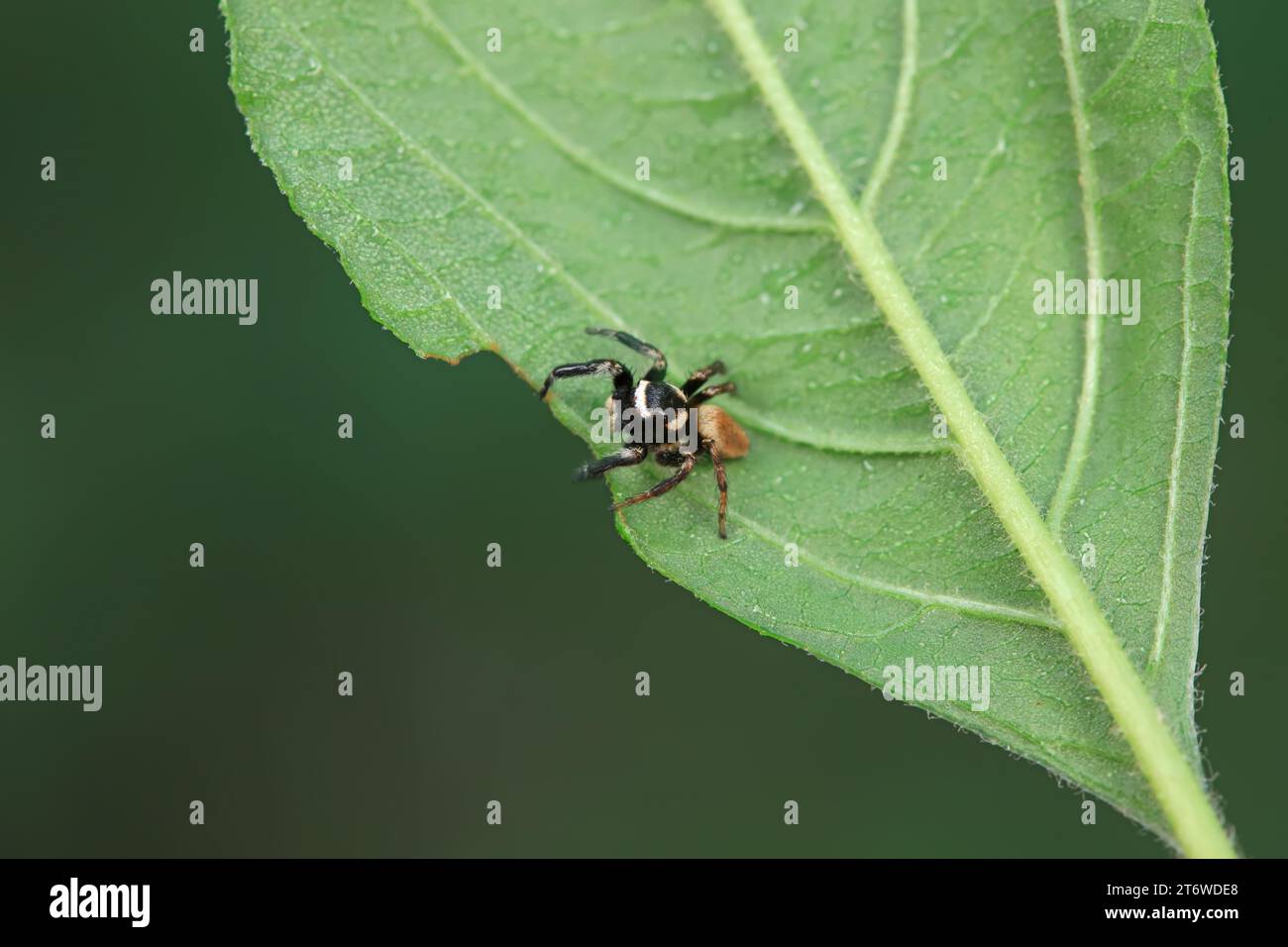 Flies on plants in the nature, North China Plain Stock Photo - Alamy