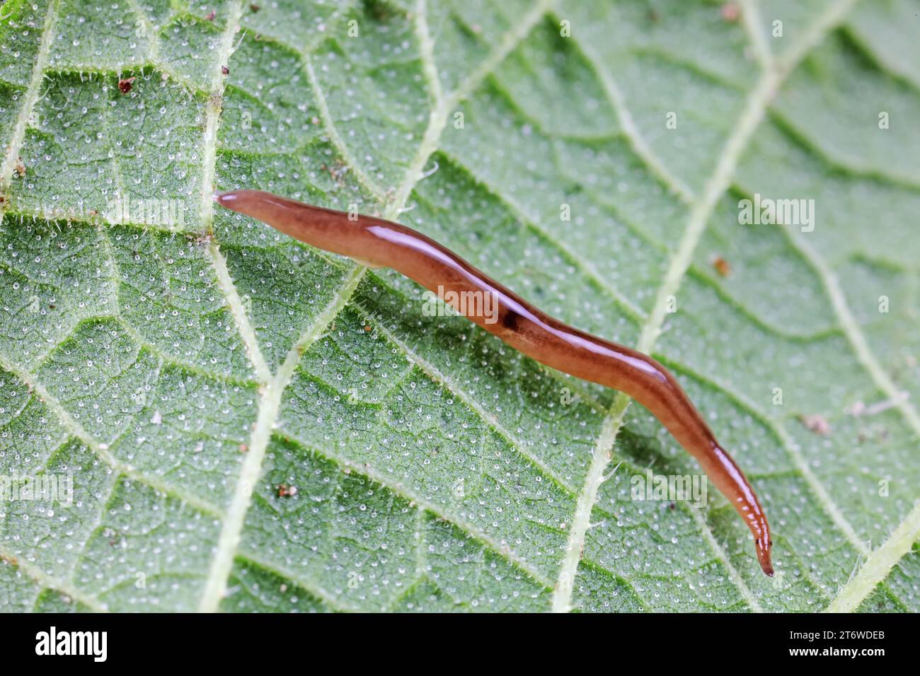 Encyrtidae hi-res stock photography and images - Alamy