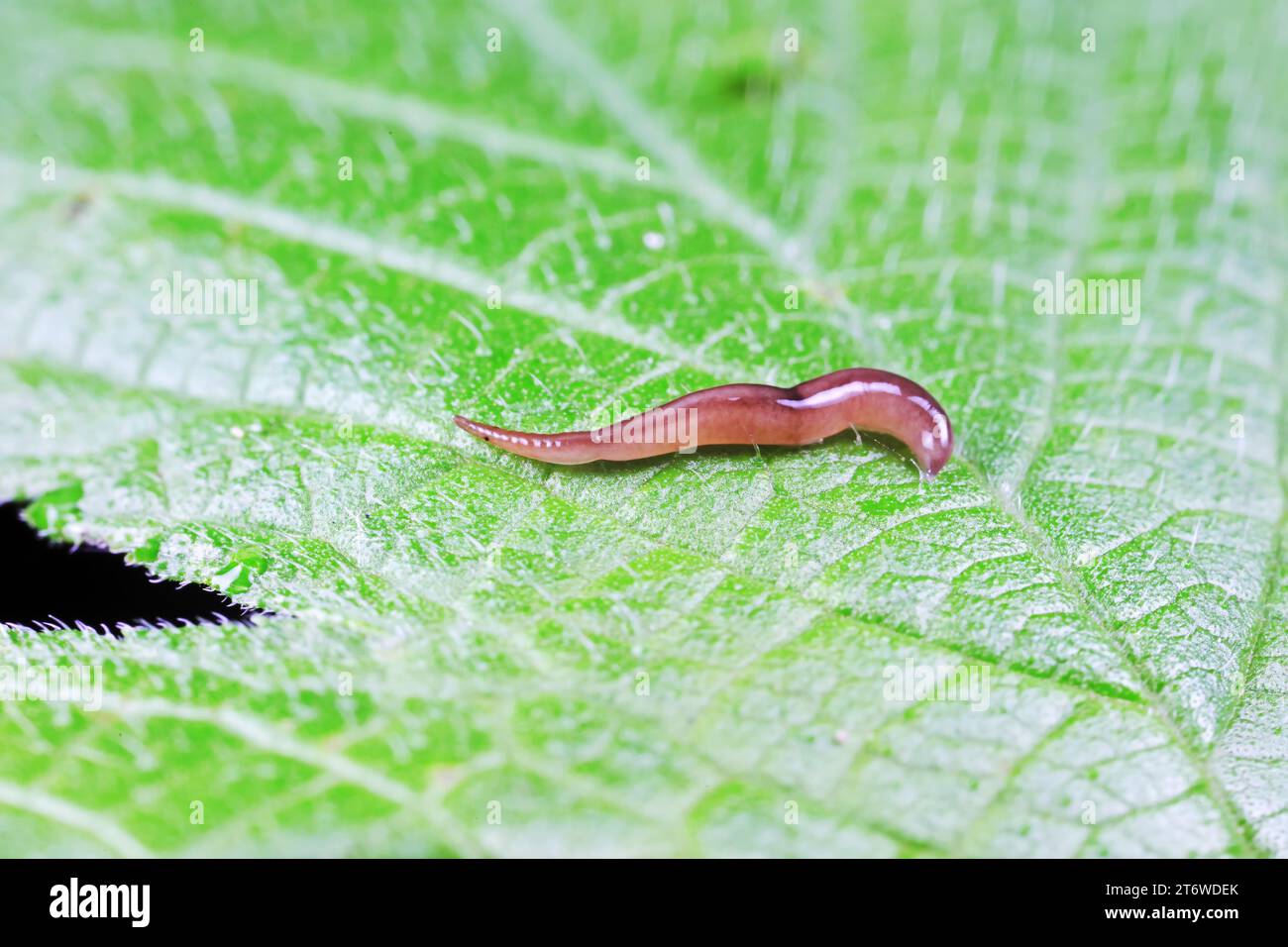 Encyrtidae hi-res stock photography and images - Alamy