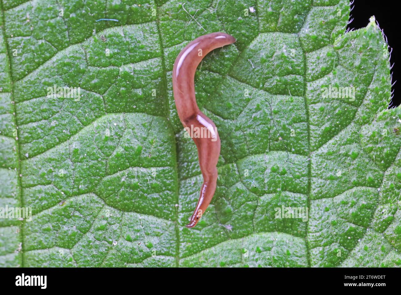 Encyrtidae hi-res stock photography and images - Alamy