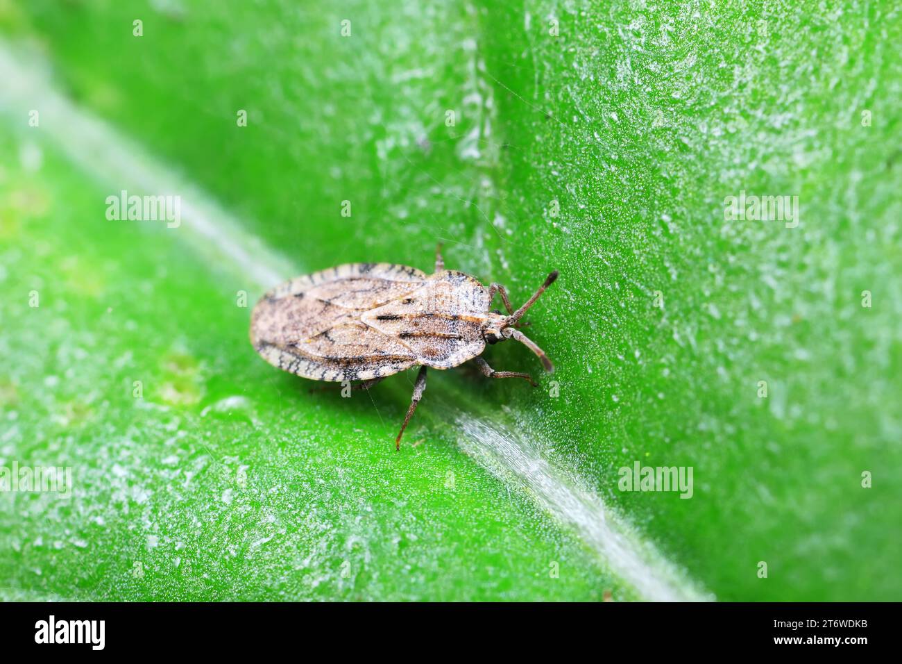 Stink bug on green leaves, North China Stock Photo - Alamy