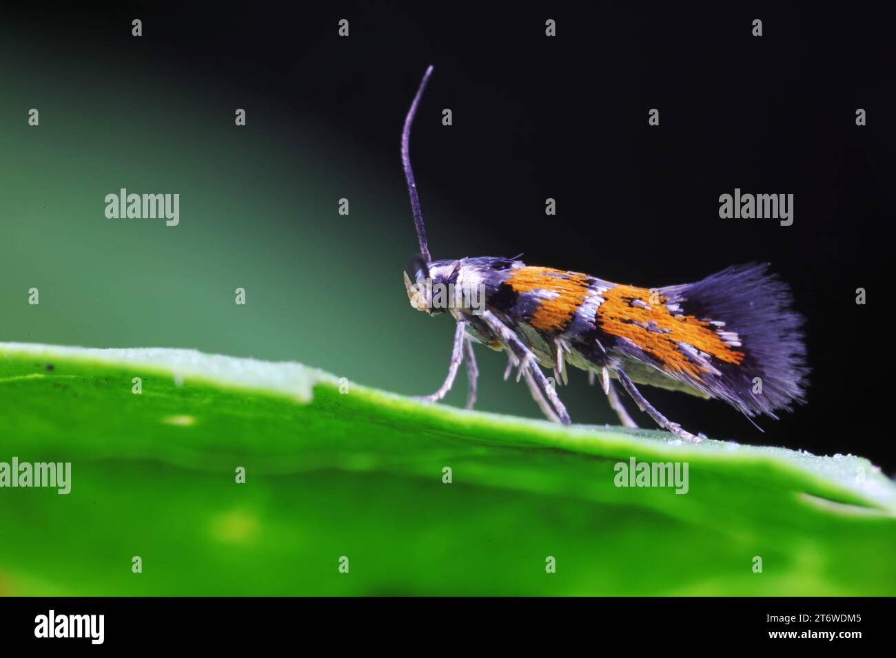 Moths on leaves in nature, North China Plain Stock Photo - Alamy