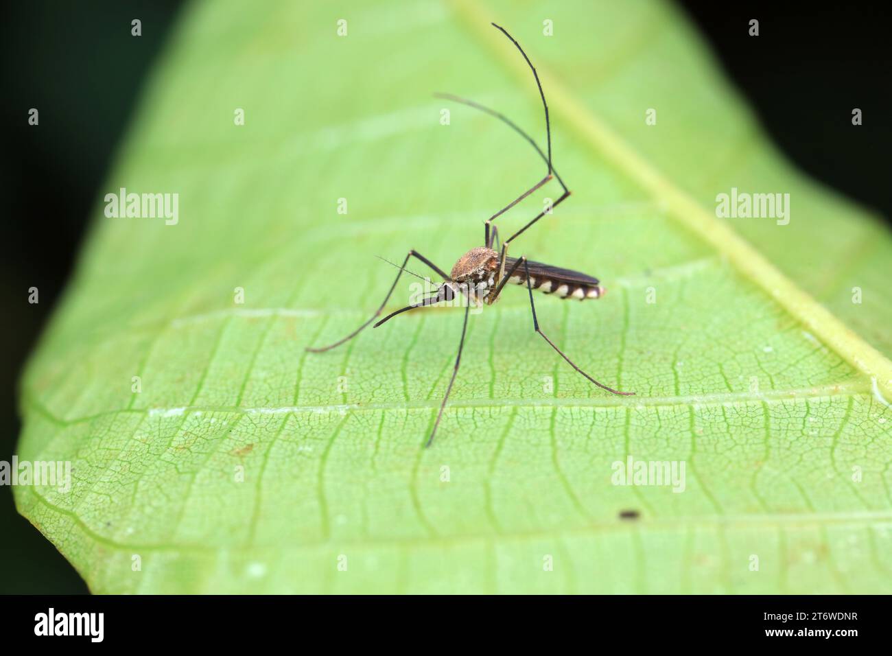 Mosquitoes live on the leaves of wild plants, North China Stock Photo ...