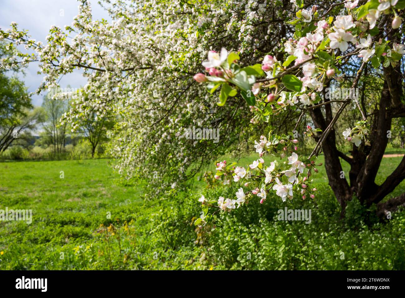 Flowers on the branches of a blooming apple tree in spring in May Stock ...