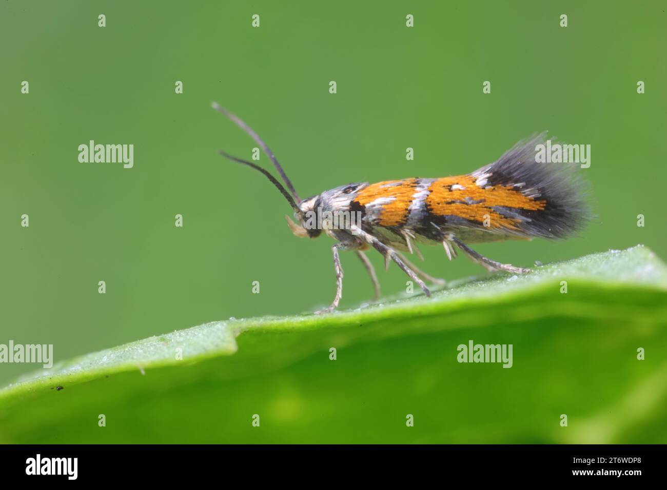 Moths on leaves in nature, North China Plain Stock Photo - Alamy