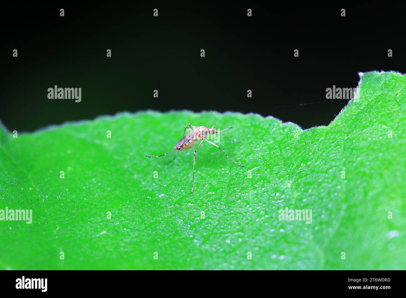 Mosquitoes on wild plants, North China Stock Photo - Alamy