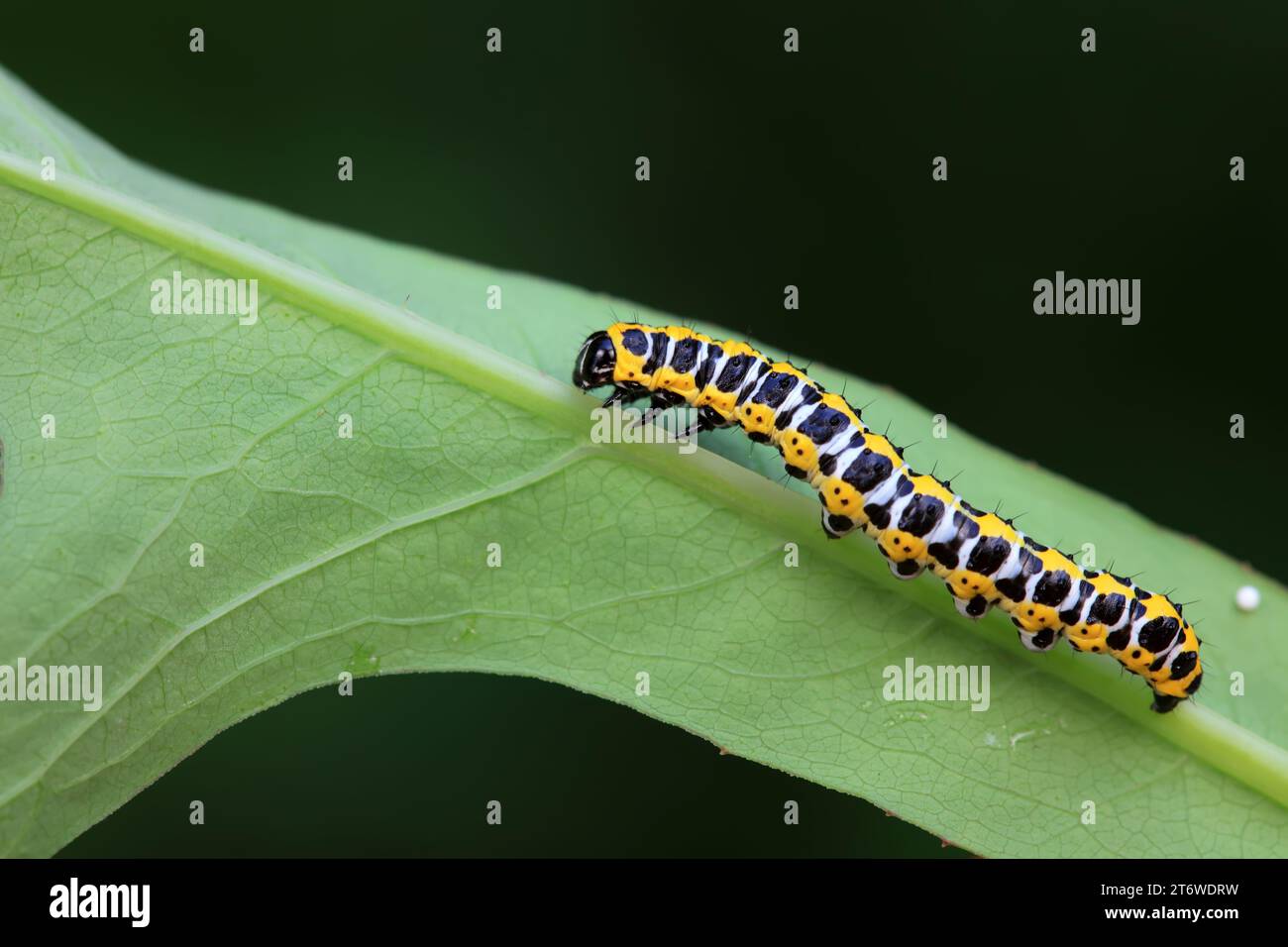 Lepidoptera Noctuidae larvae live on wild plants, North China Stock ...