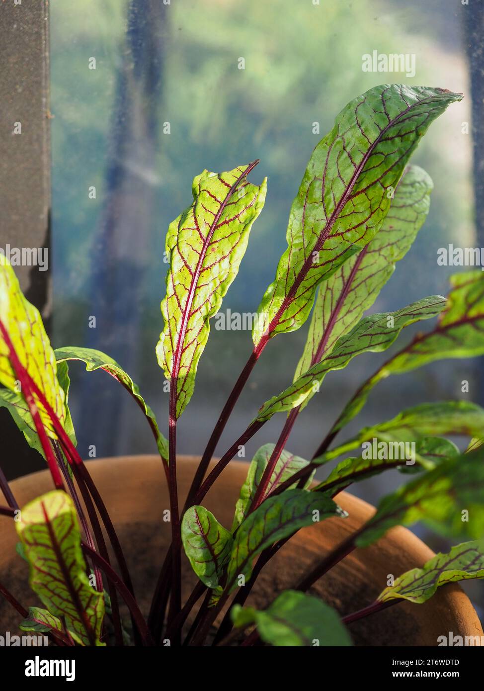 Rumex sanguineus (Red-veined sorrel) leaves shining in winter sunlight ...