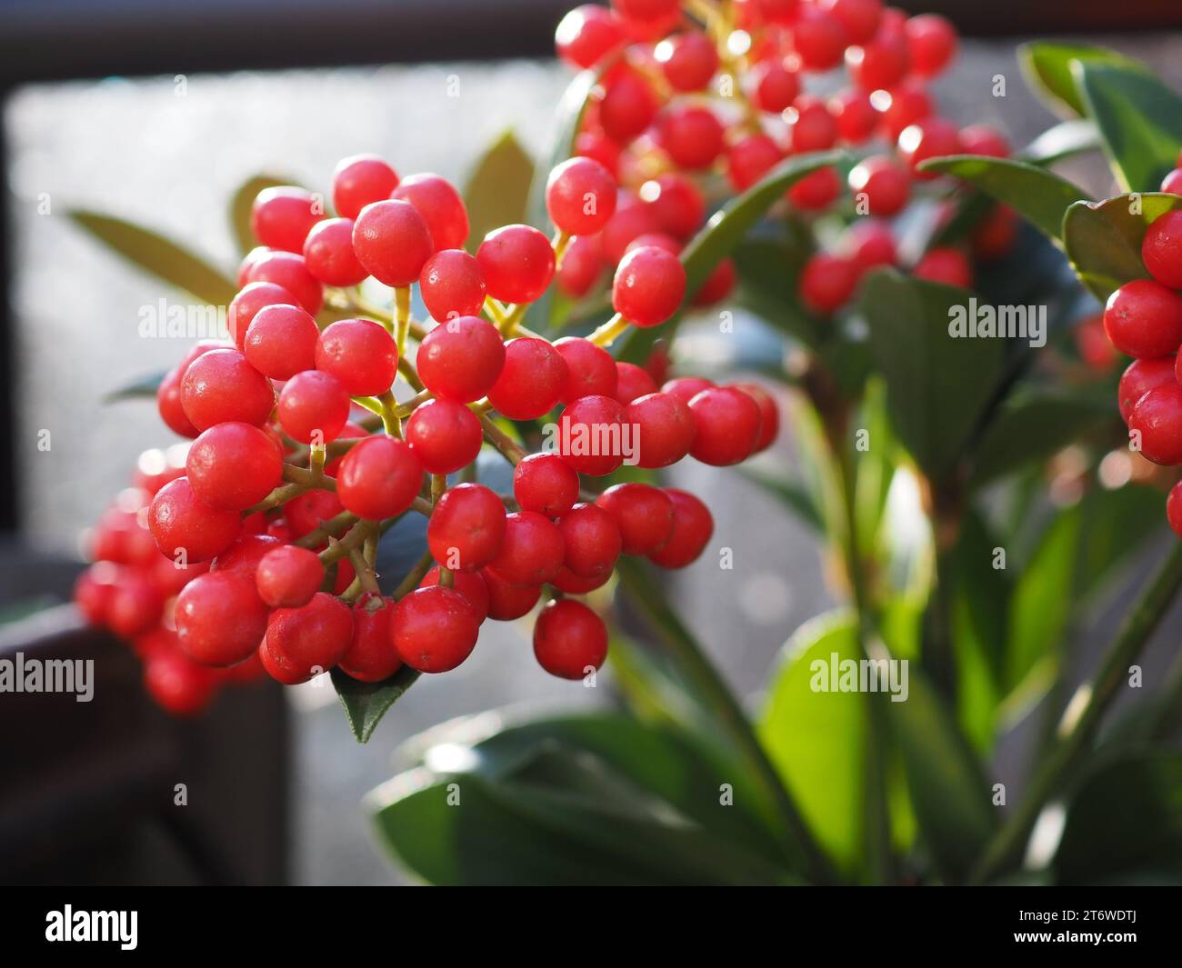 Close up of the red berries of Skimmia japonica O'Berries Red, an ...