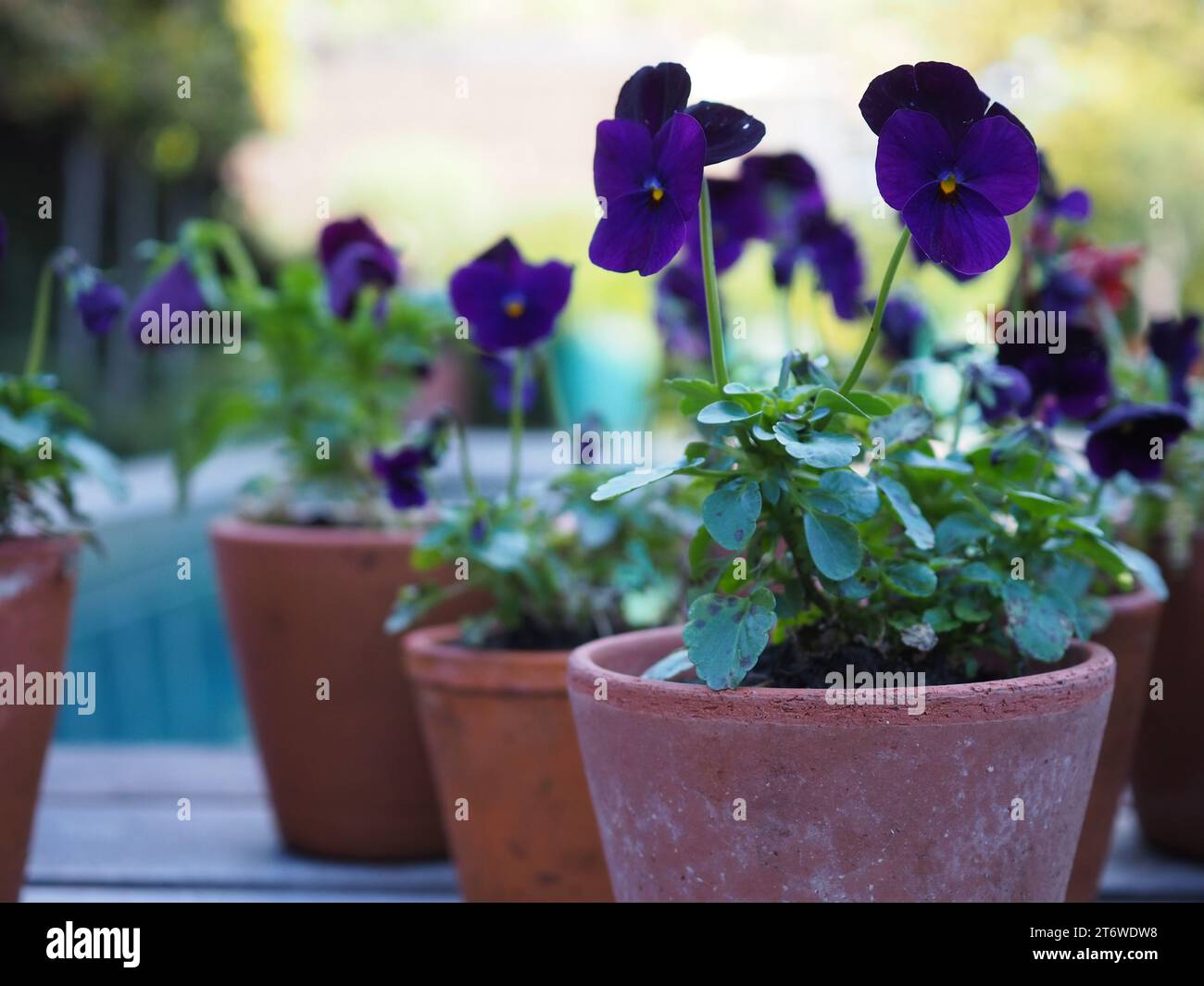 Terracotta table centres hi-res stock photography and images - Alamy