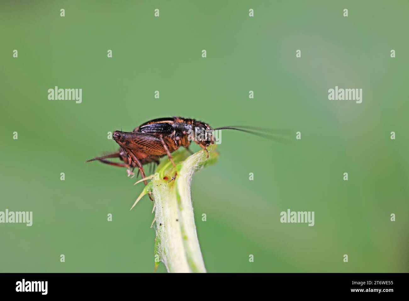 Cricket nymphs hi-res stock photography and images - Alamy