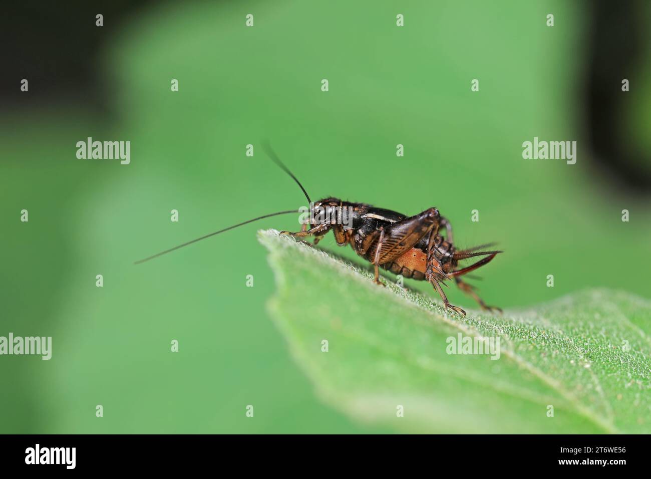 Cricket nymphs inhabit wild plants in North China Stock Photo - Alamy