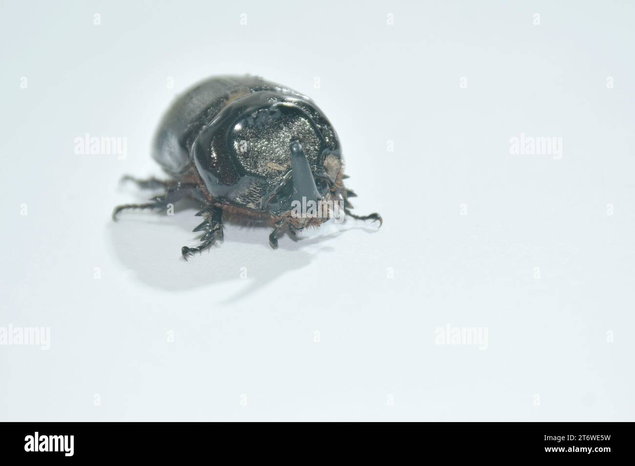 rhinoceros crawling on white background Stock Photo - Alamy