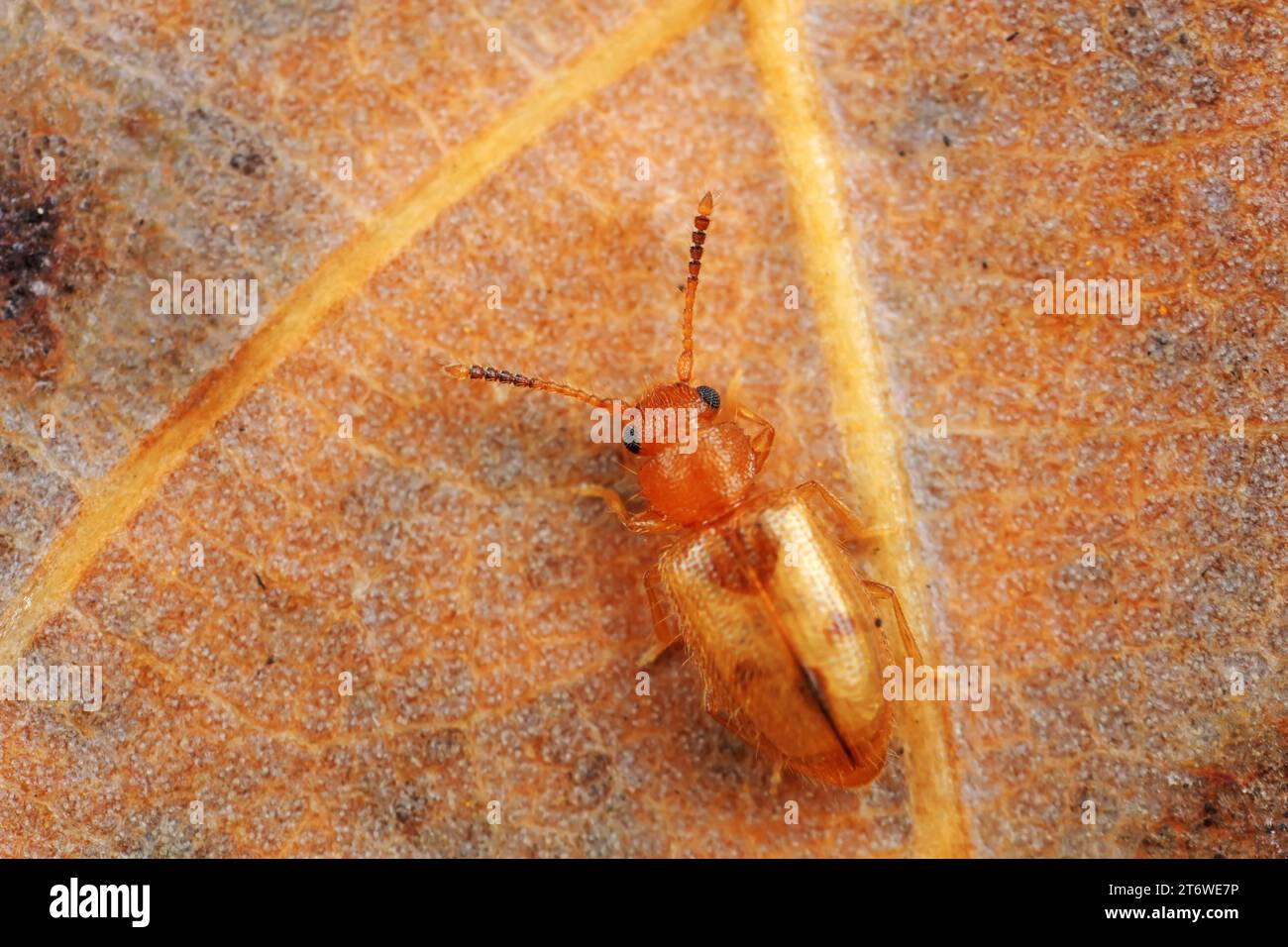 Tiny beetles inhabit wild plants in North China Stock Photo - Alamy
