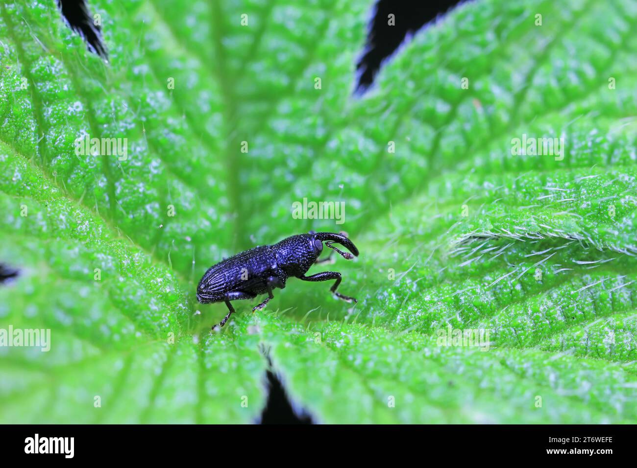 Weevil on green leaves, North China Plain Stock Photo - Alamy
