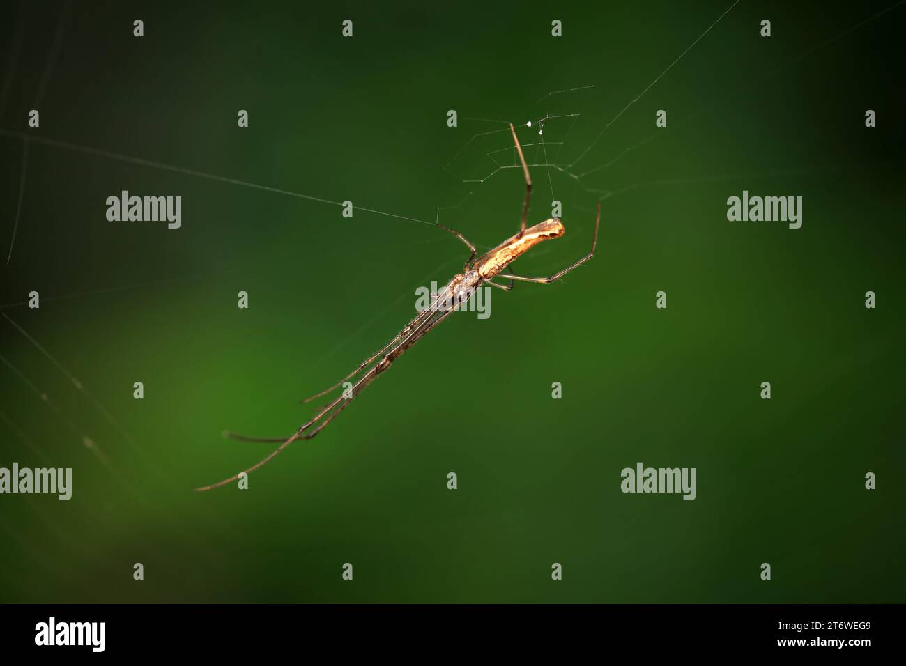 Spiders on wild plants, North China Stock Photo - Alamy