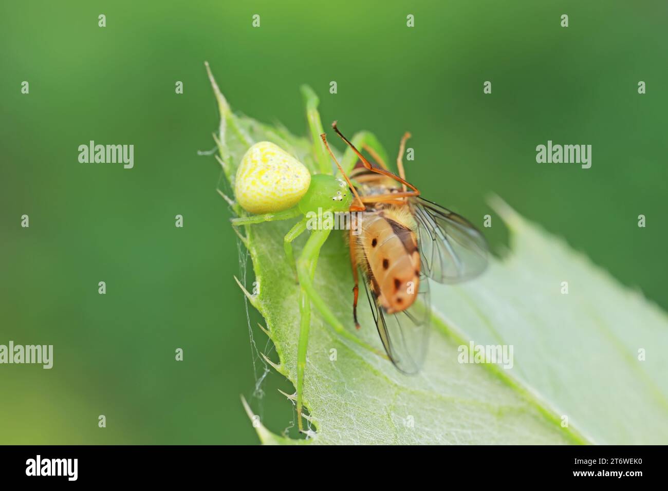 Crab spiders prey on Syrphidae in natural conditions, North China Stock ...