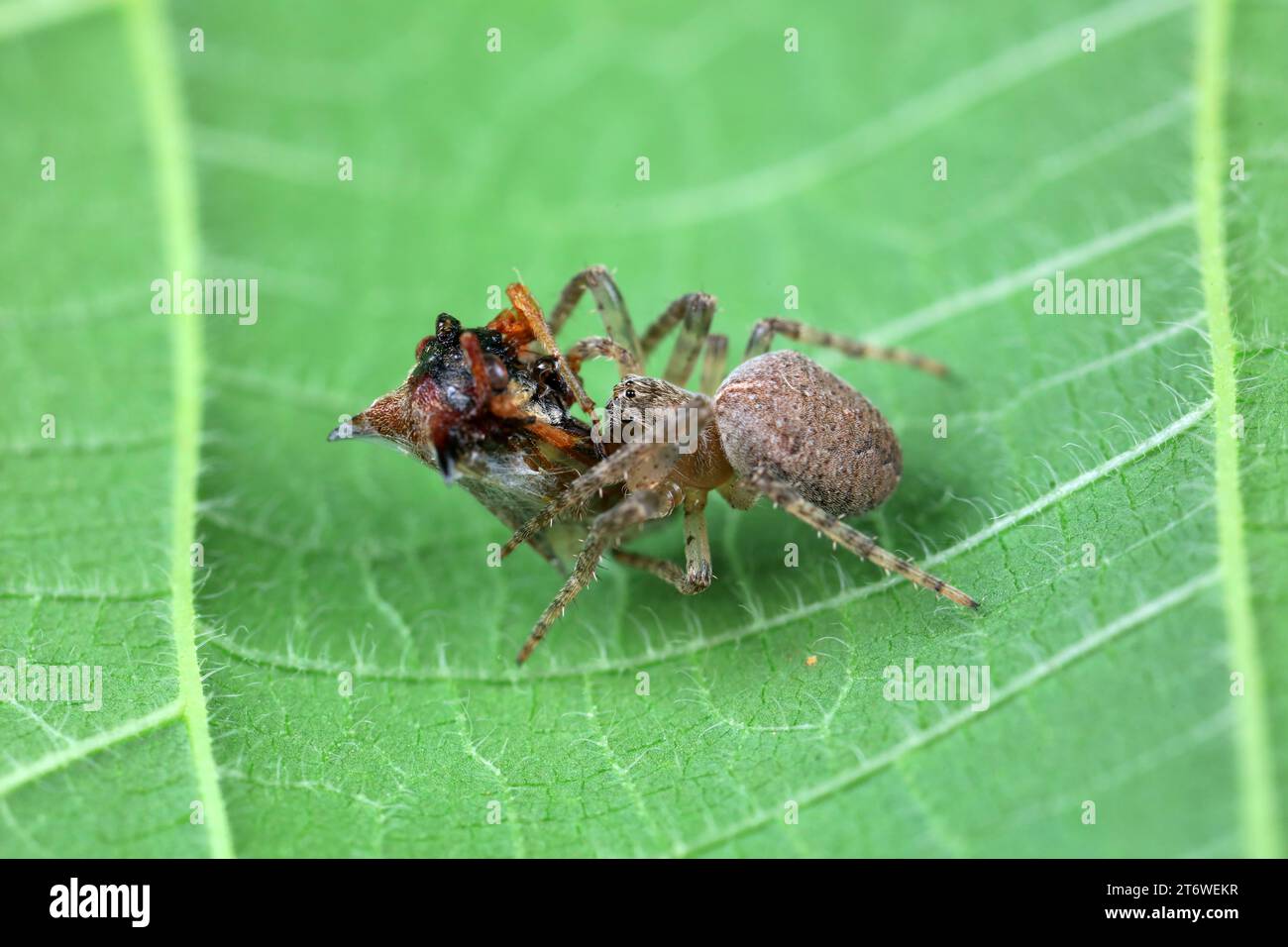 Crab spiders prey on horned cicadas in the wild, North China Stock ...