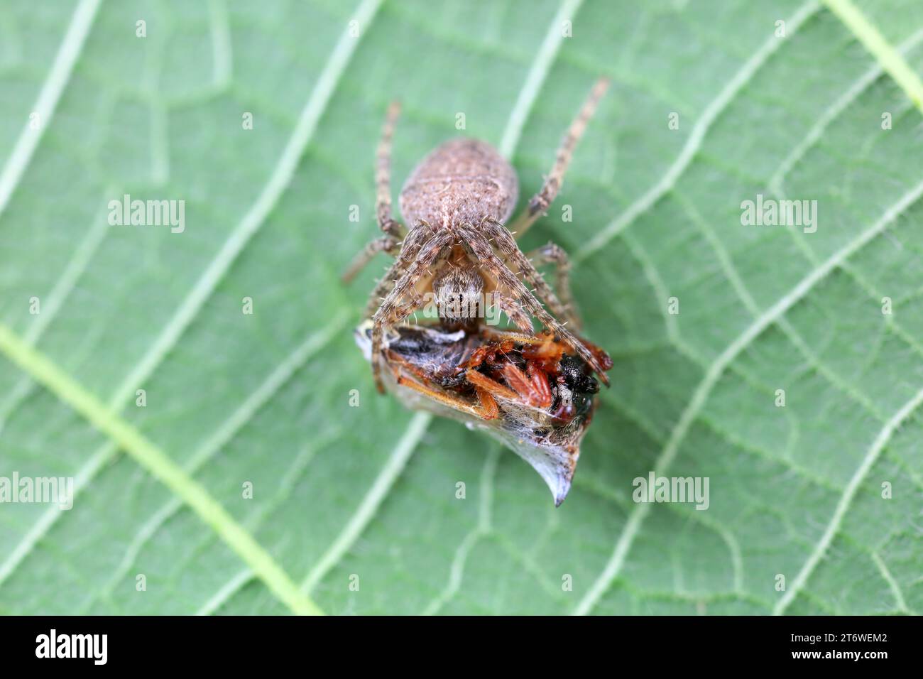 Crab spiders prey on horned cicadas in the wild, North China Stock ...