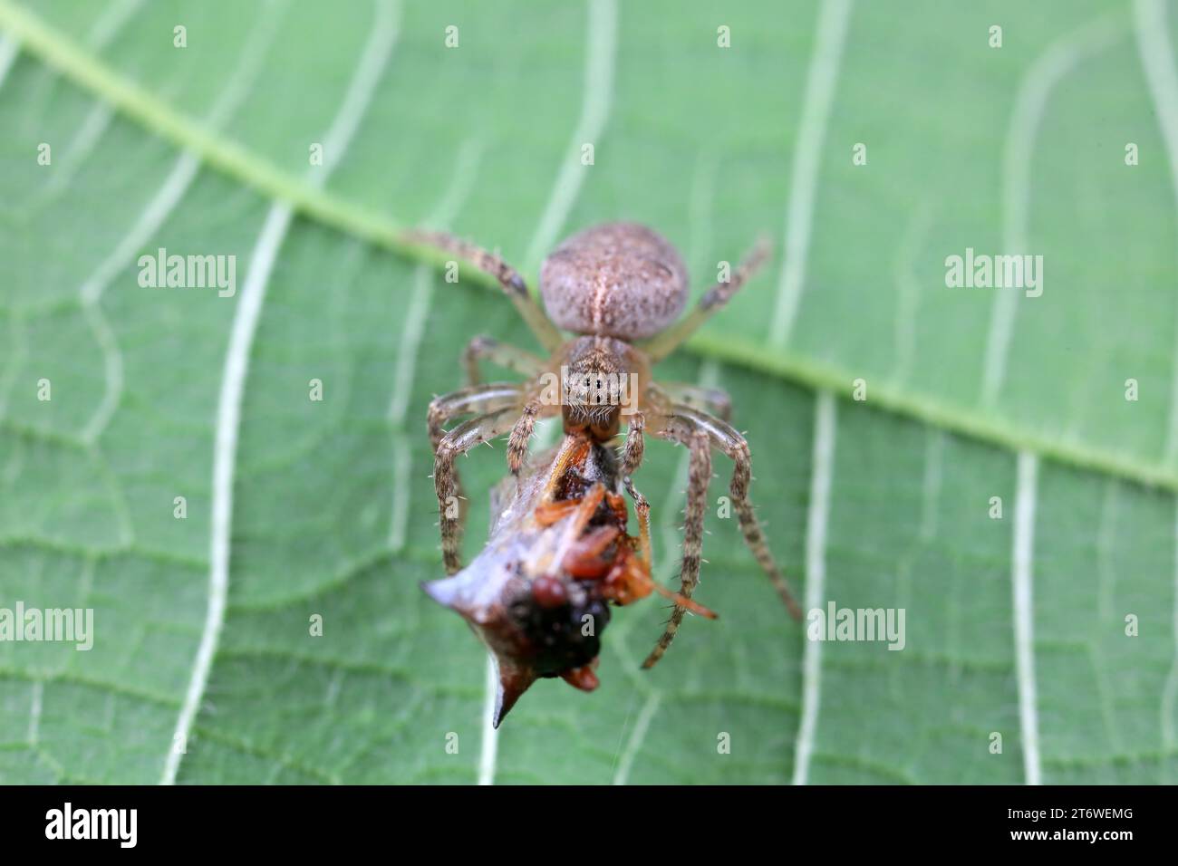 Crab spiders prey on horned cicadas in the wild, North China Stock ...