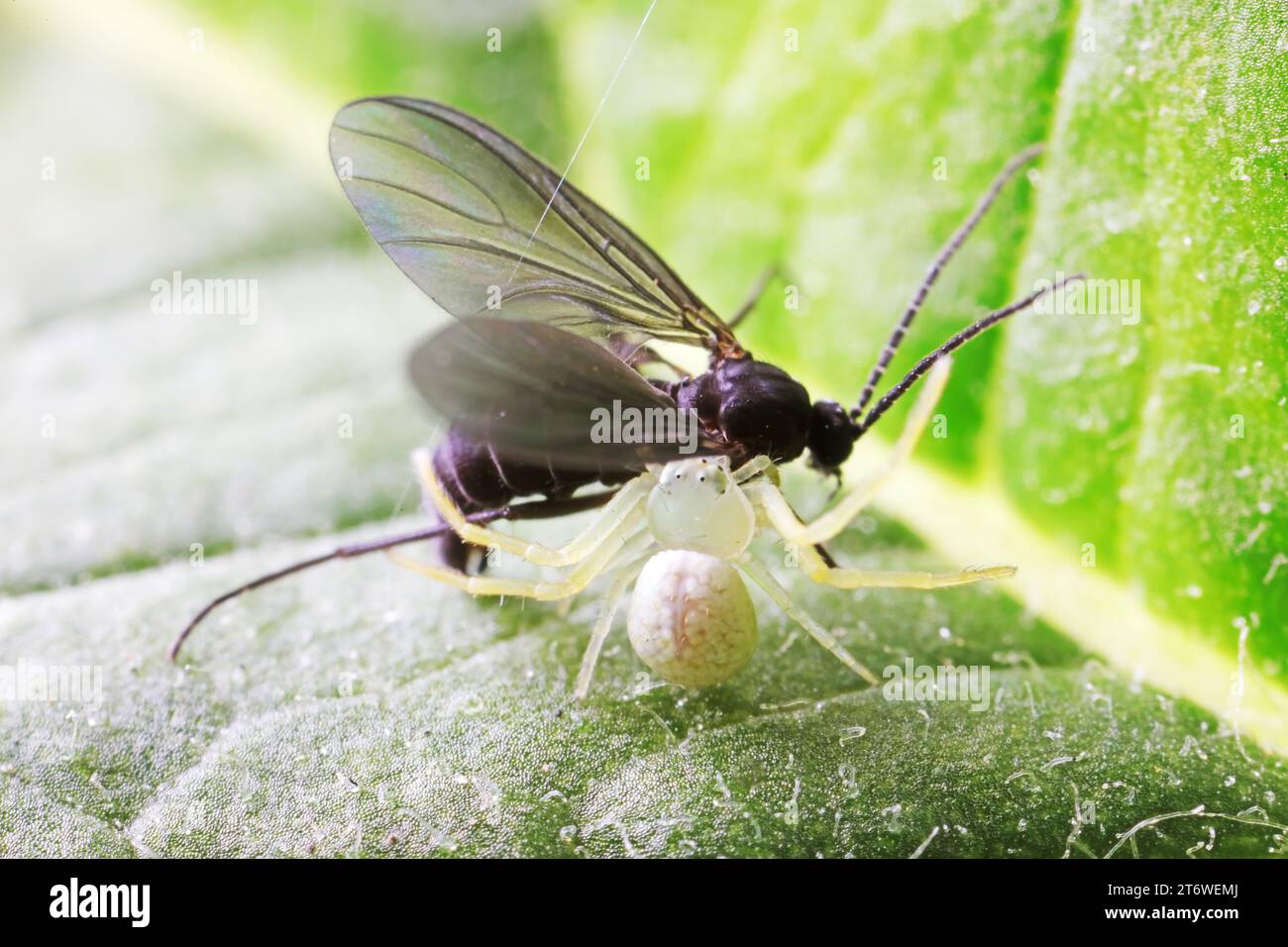 Predator of mosquitoes hi-res stock photography and images - Alamy