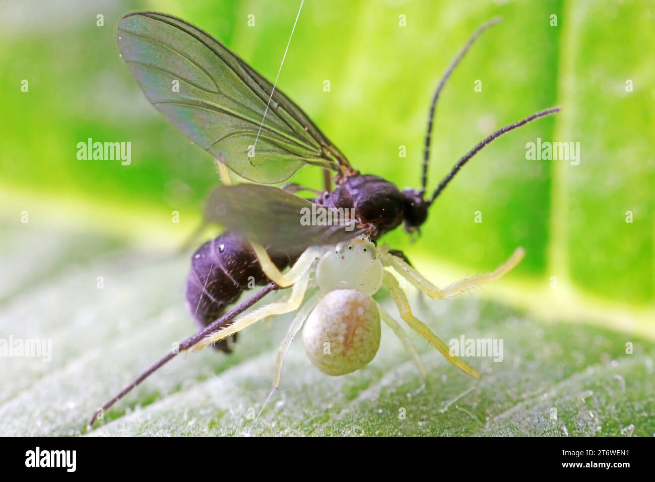 Predator of mosquitoes hi-res stock photography and images - Alamy