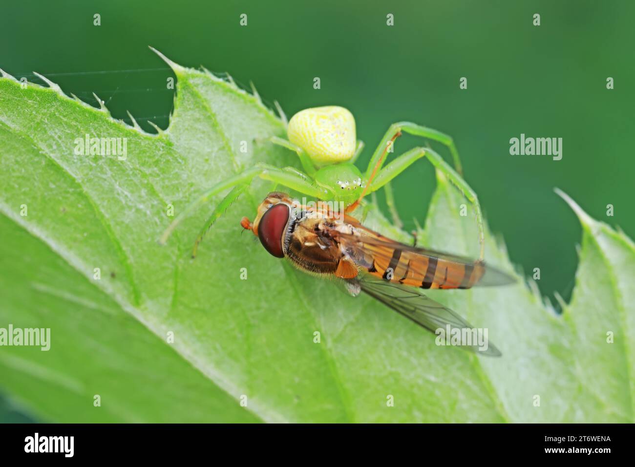 Crab spiders prey on Syrphidae in natural conditions, North China Stock ...