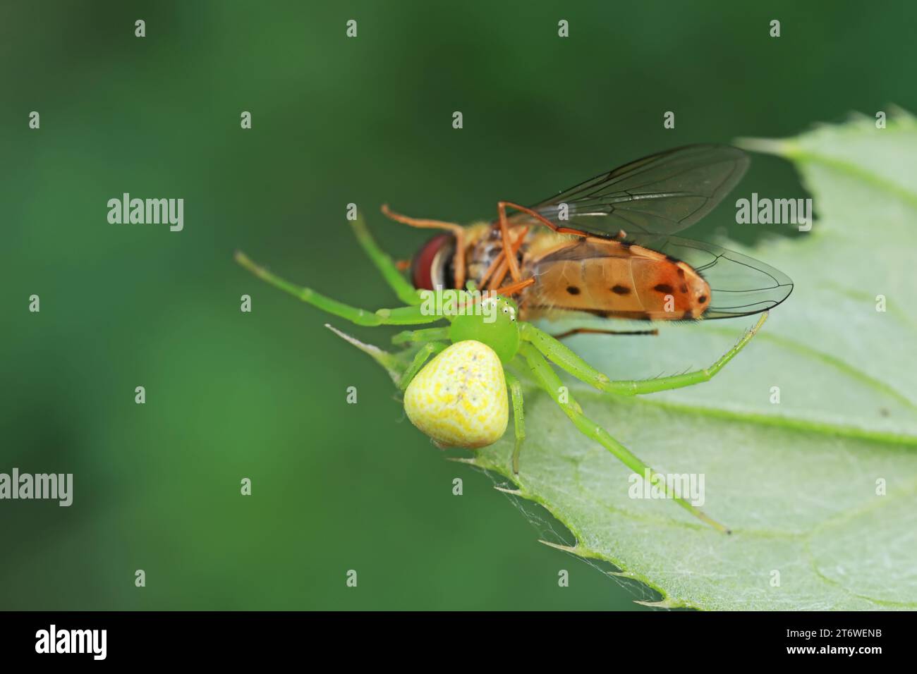 Crab spiders prey on Syrphidae in natural conditions, North China Stock ...