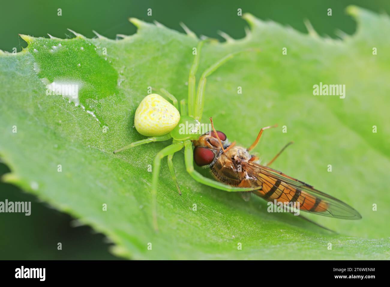 Crab spiders prey on Syrphidae in natural conditions, North China Stock ...