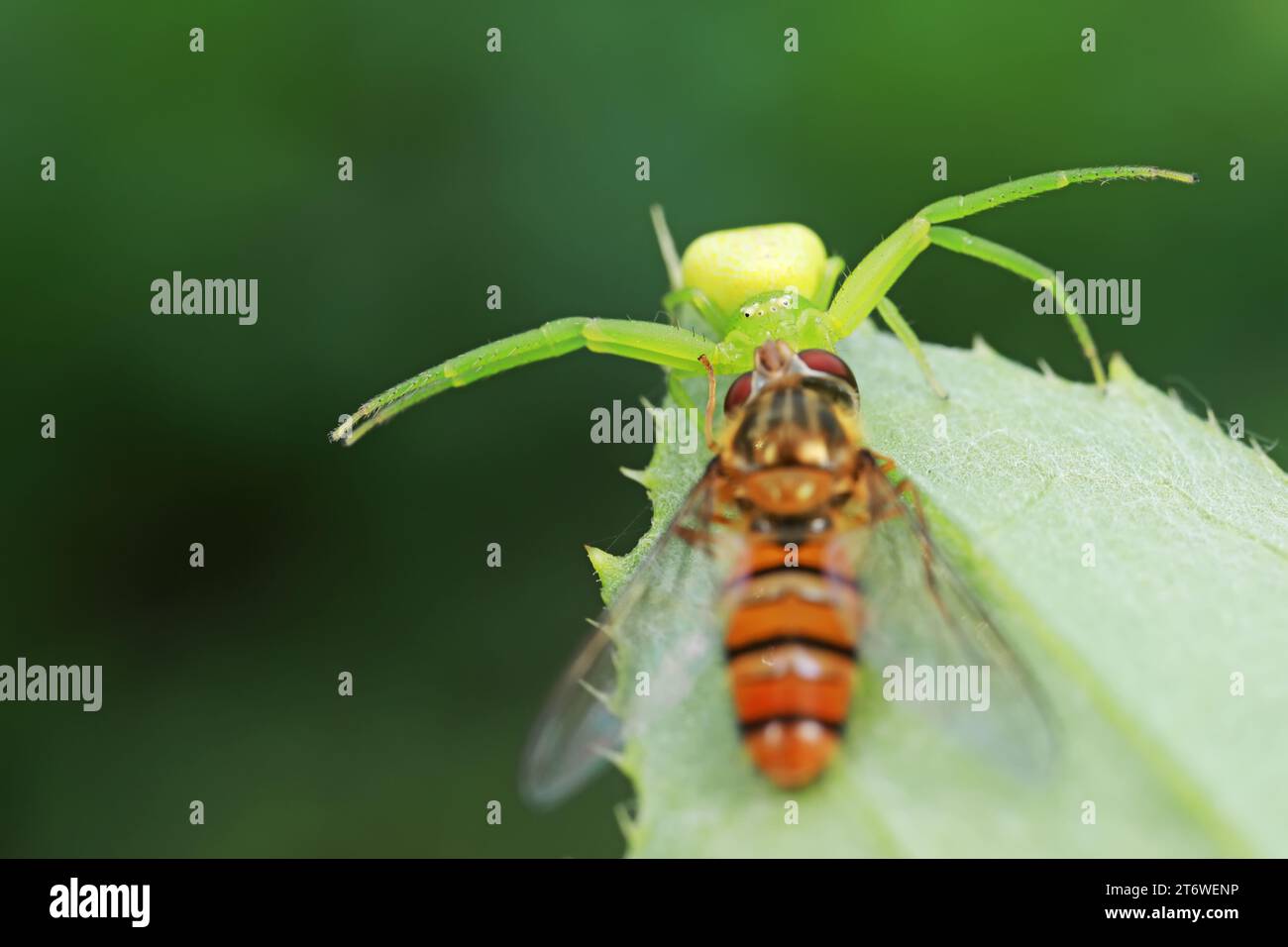 Crab spiders prey on Syrphidae in natural conditions, North China Stock ...