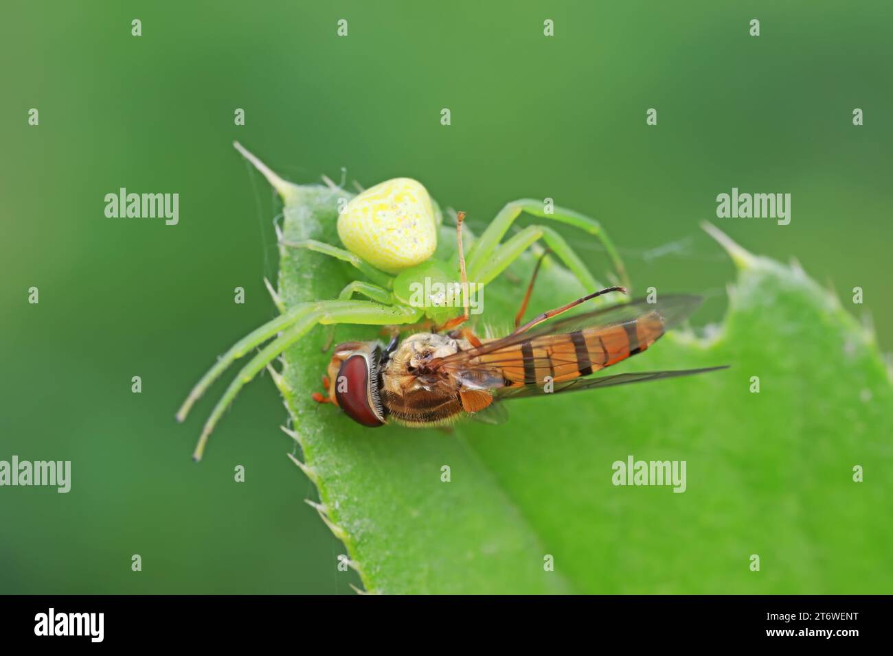 Crab spiders prey on Syrphidae in natural conditions, North China Stock ...