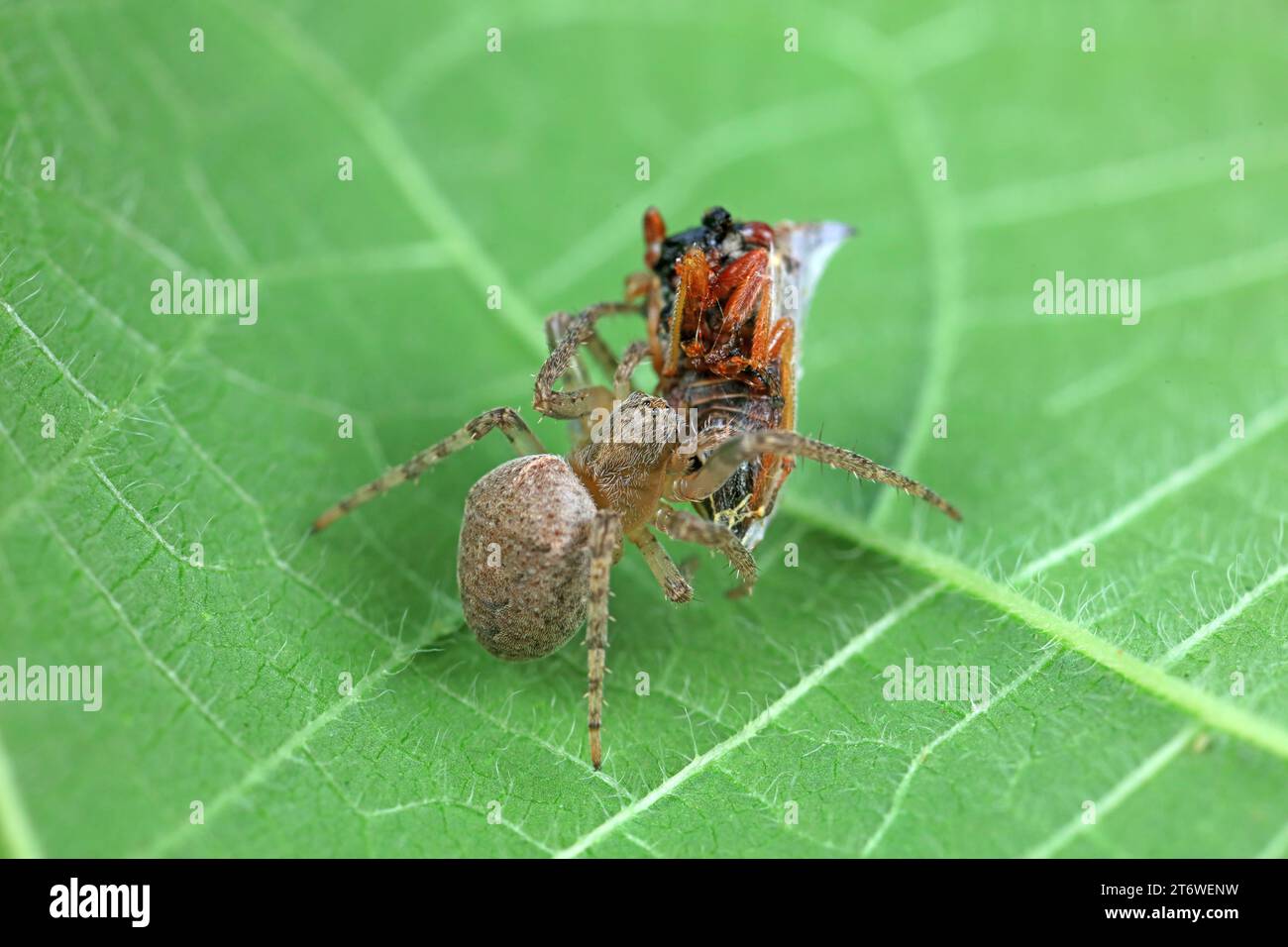 Crab spiders prey on horned cicadas in the wild, North China Stock ...