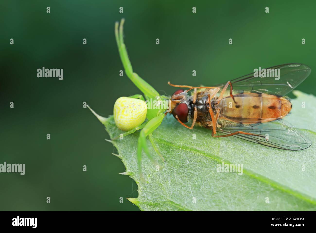 Crab spiders prey on Syrphidae in natural conditions, North China Stock ...