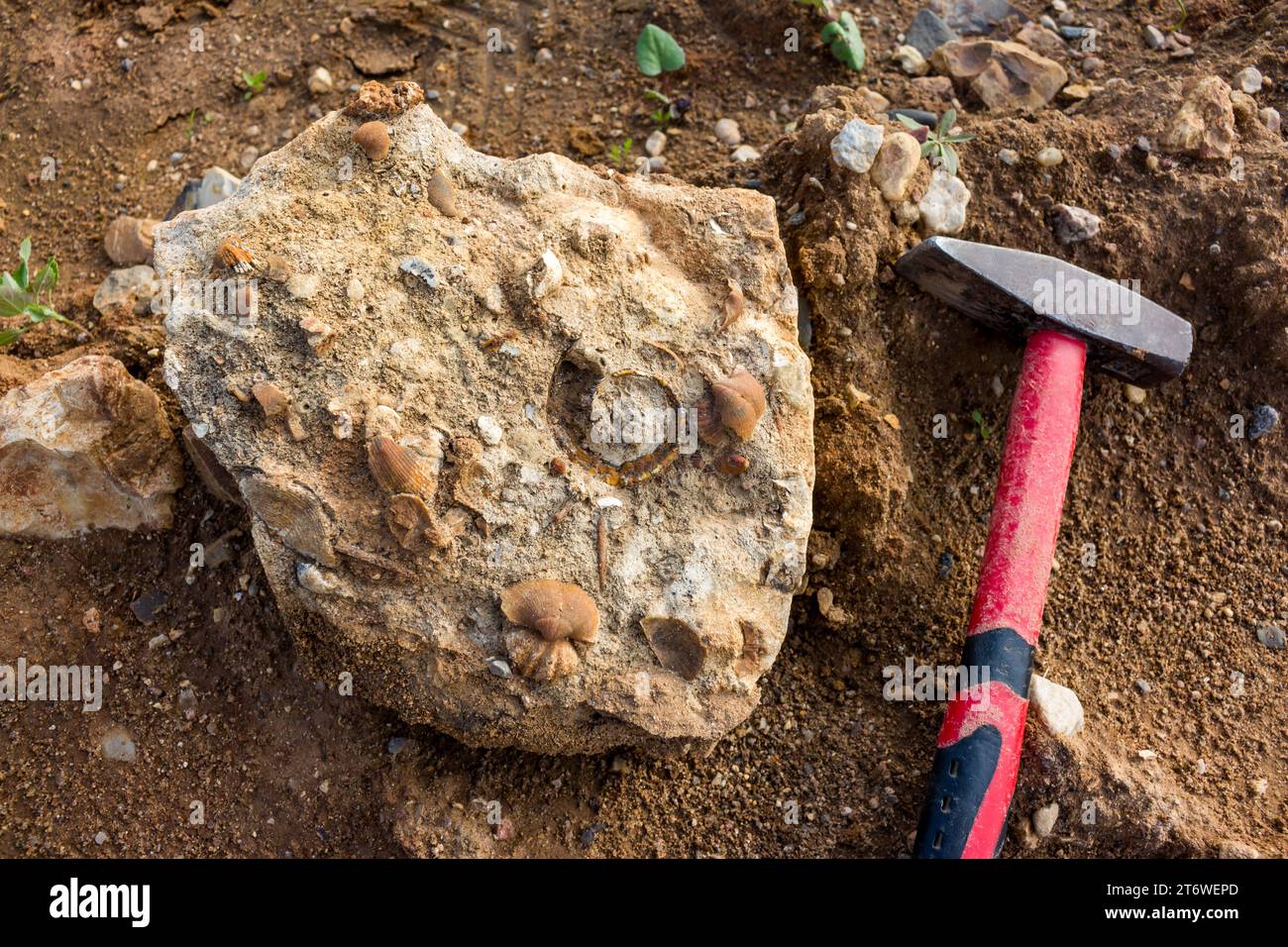 Stone Tiles With Fossil Shells And Hammer Searching For Fossils At The