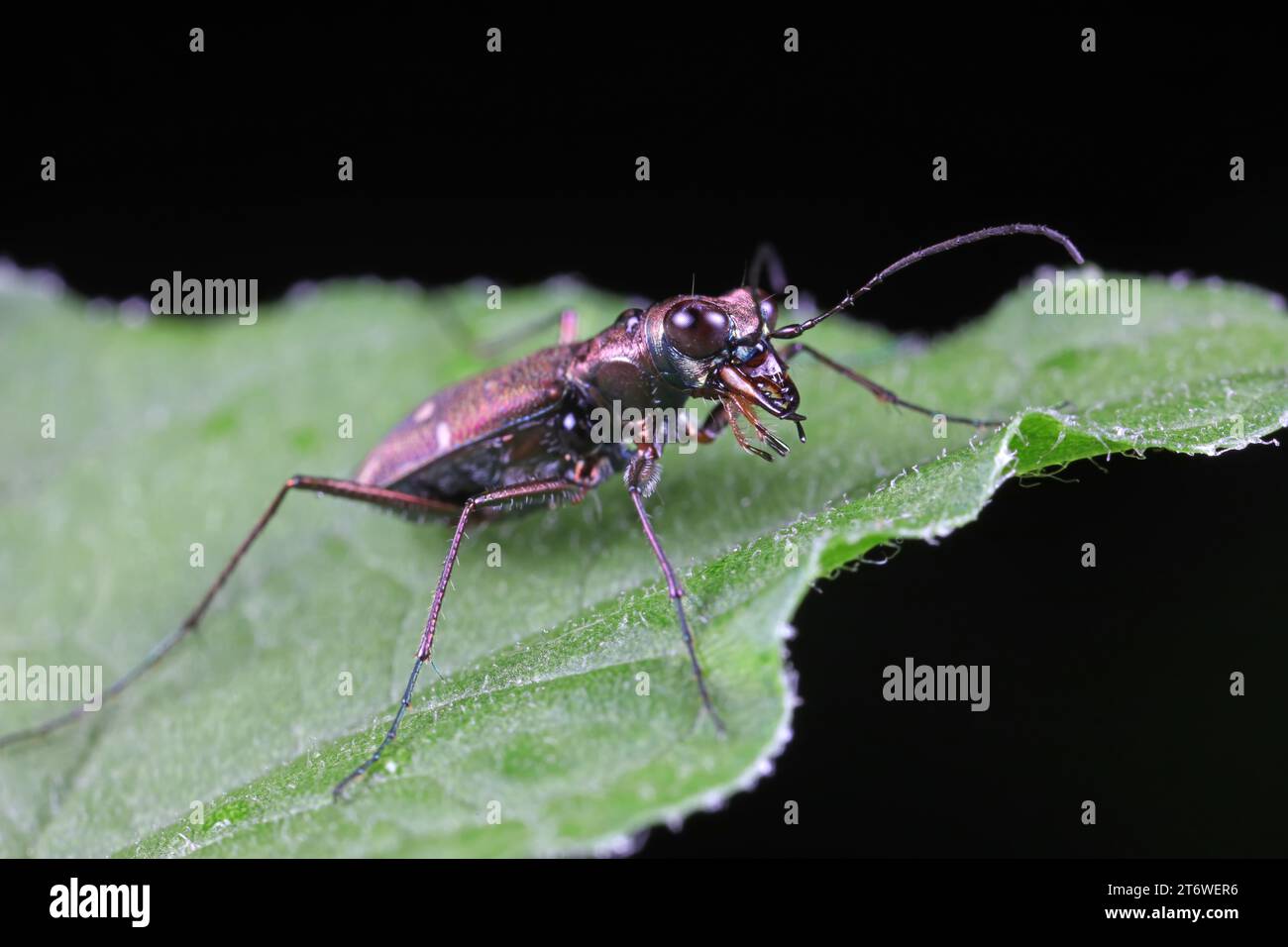 Spotted tiger beetles inhabit wild plants in North China Stock Photo ...