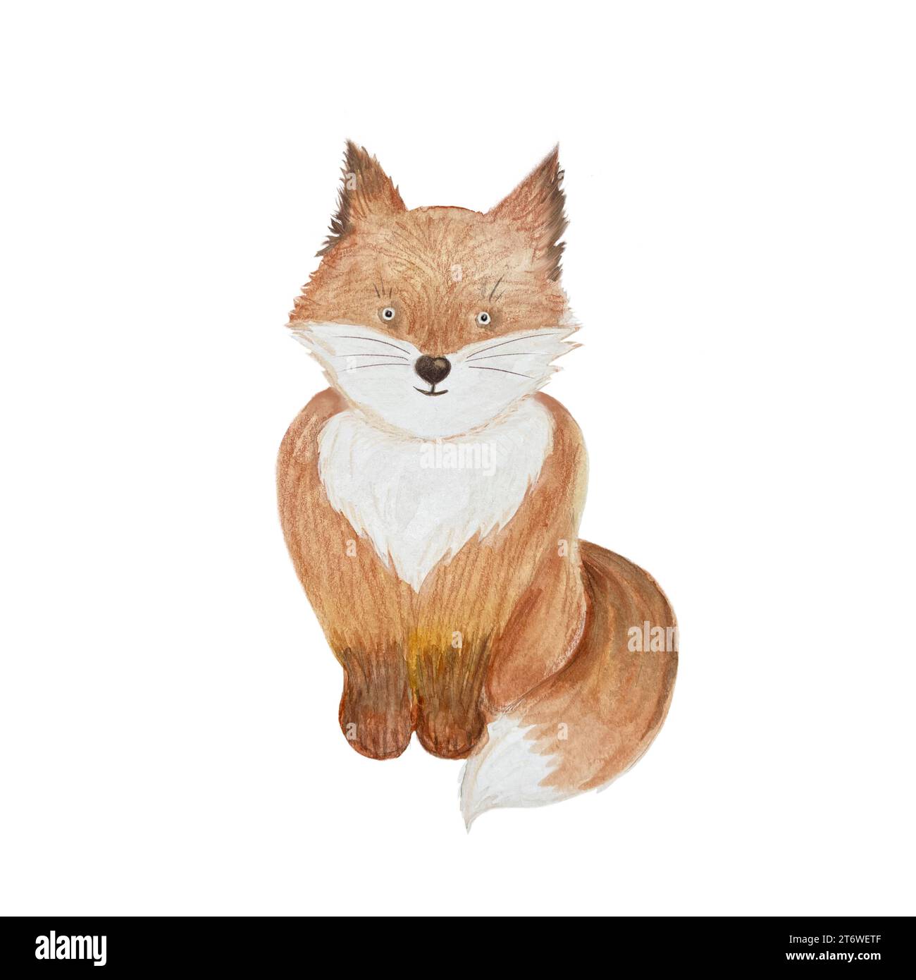 Watercolor teddy fox isolated on white Stock Photo - Alamy
