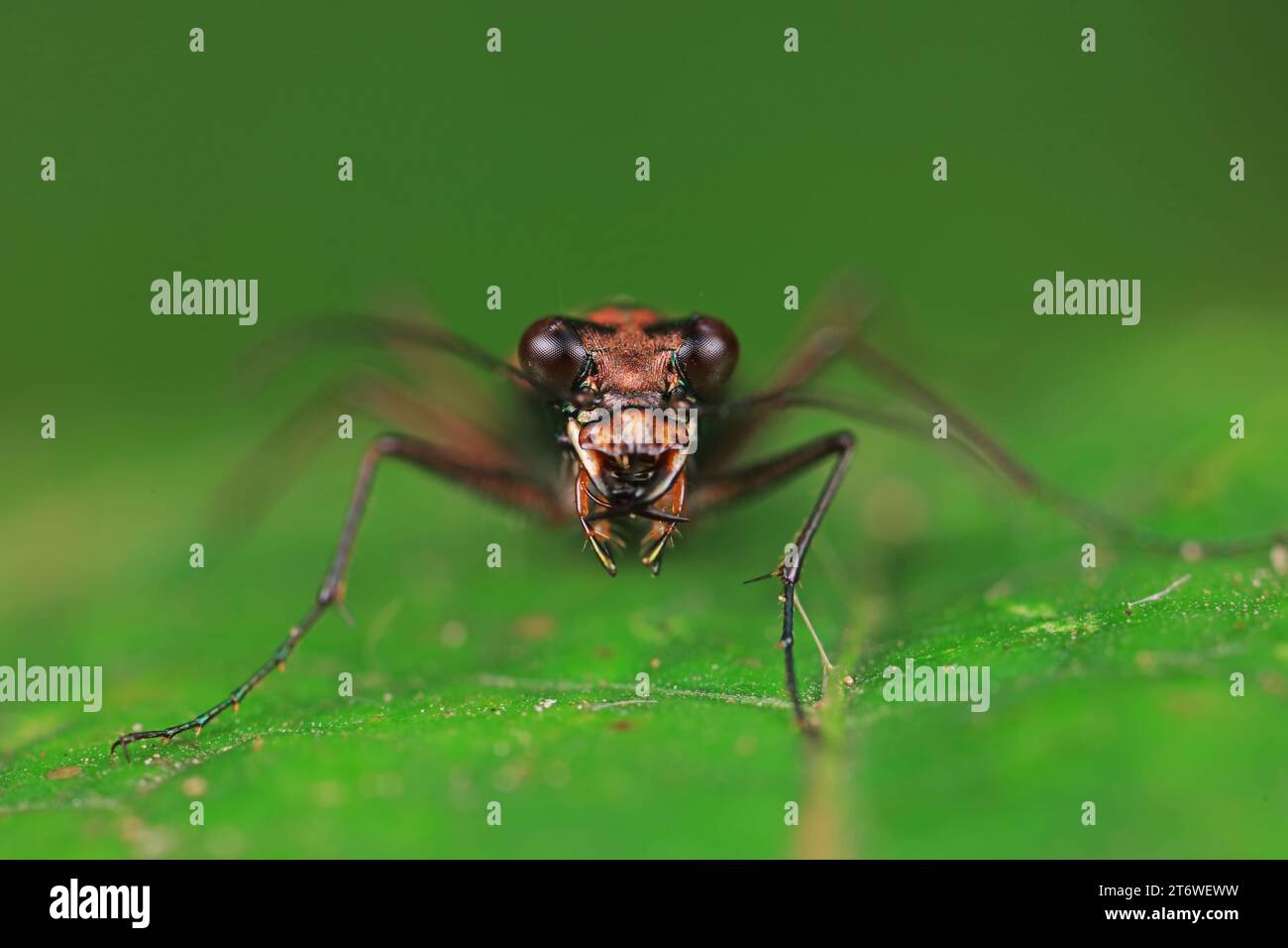 Spotted tiger beetles inhabit wild plants in North China Stock Photo ...