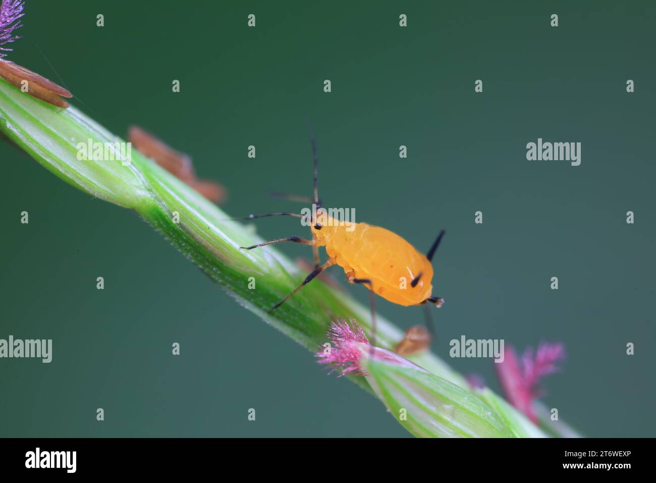 Species of aphids hi-res stock photography and images - Alamy