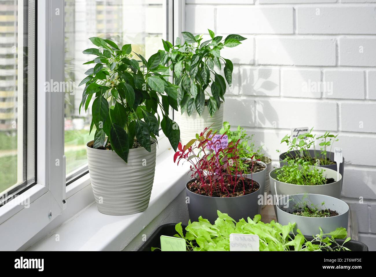 Growing fresh herbs at home in summer on the balcony in flower pots ...