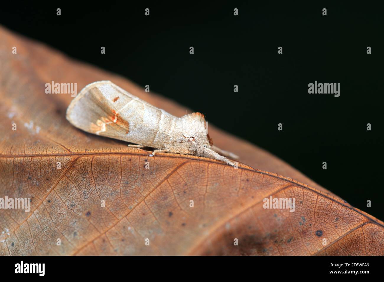 Feature moths hi-res stock photography and images - Alamy