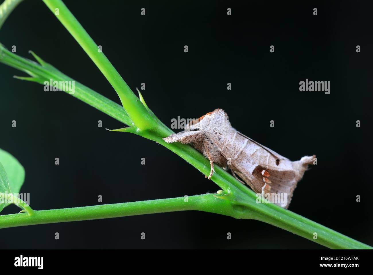 Moths on leaves in nature, North China Plain Stock Photo - Alamy