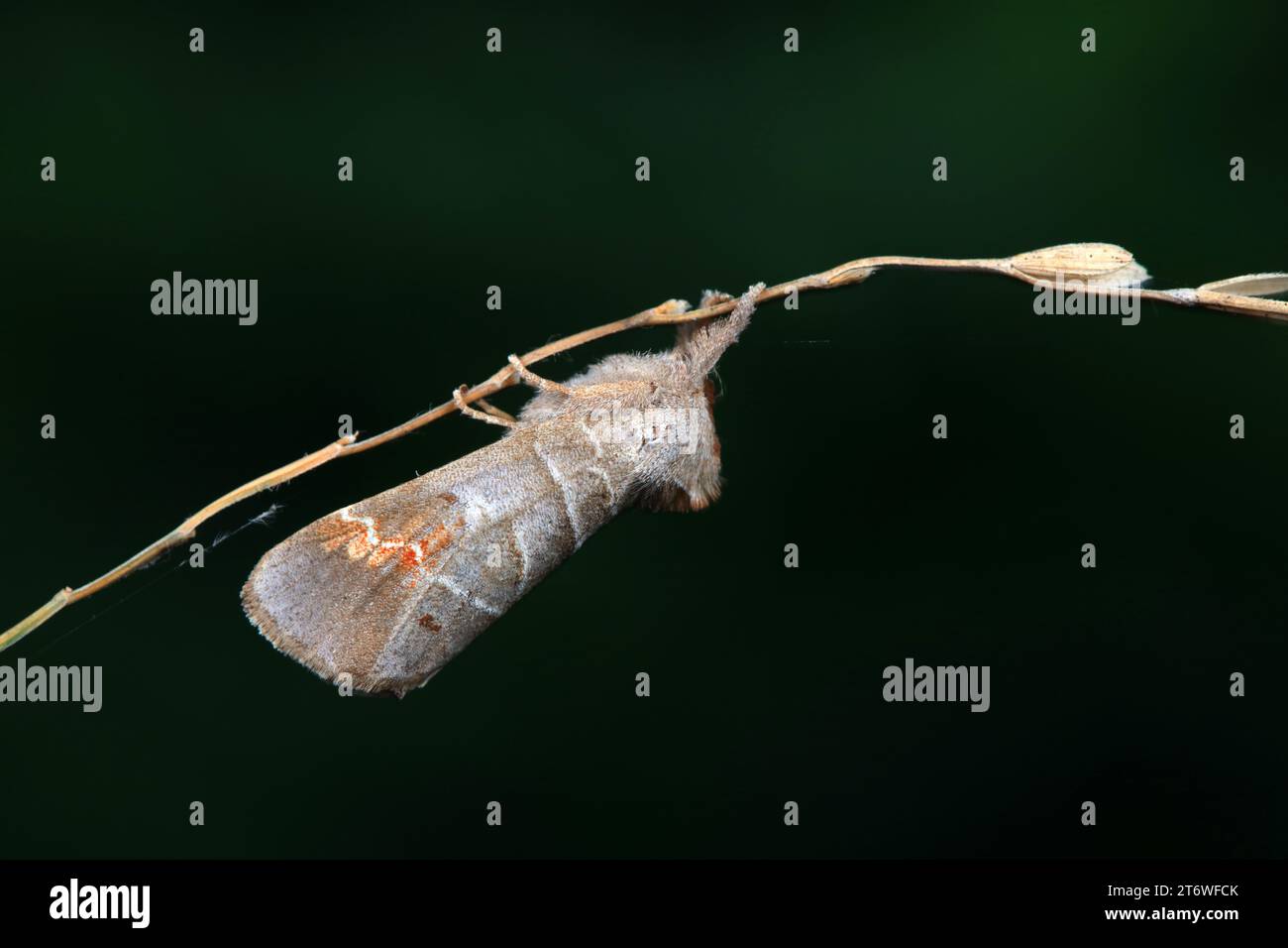 Moths on wild plants, North China Stock Photo - Alamy