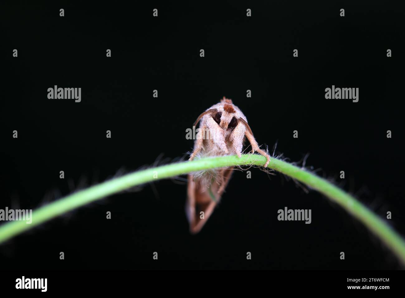 Feature moths hi-res stock photography and images - Alamy