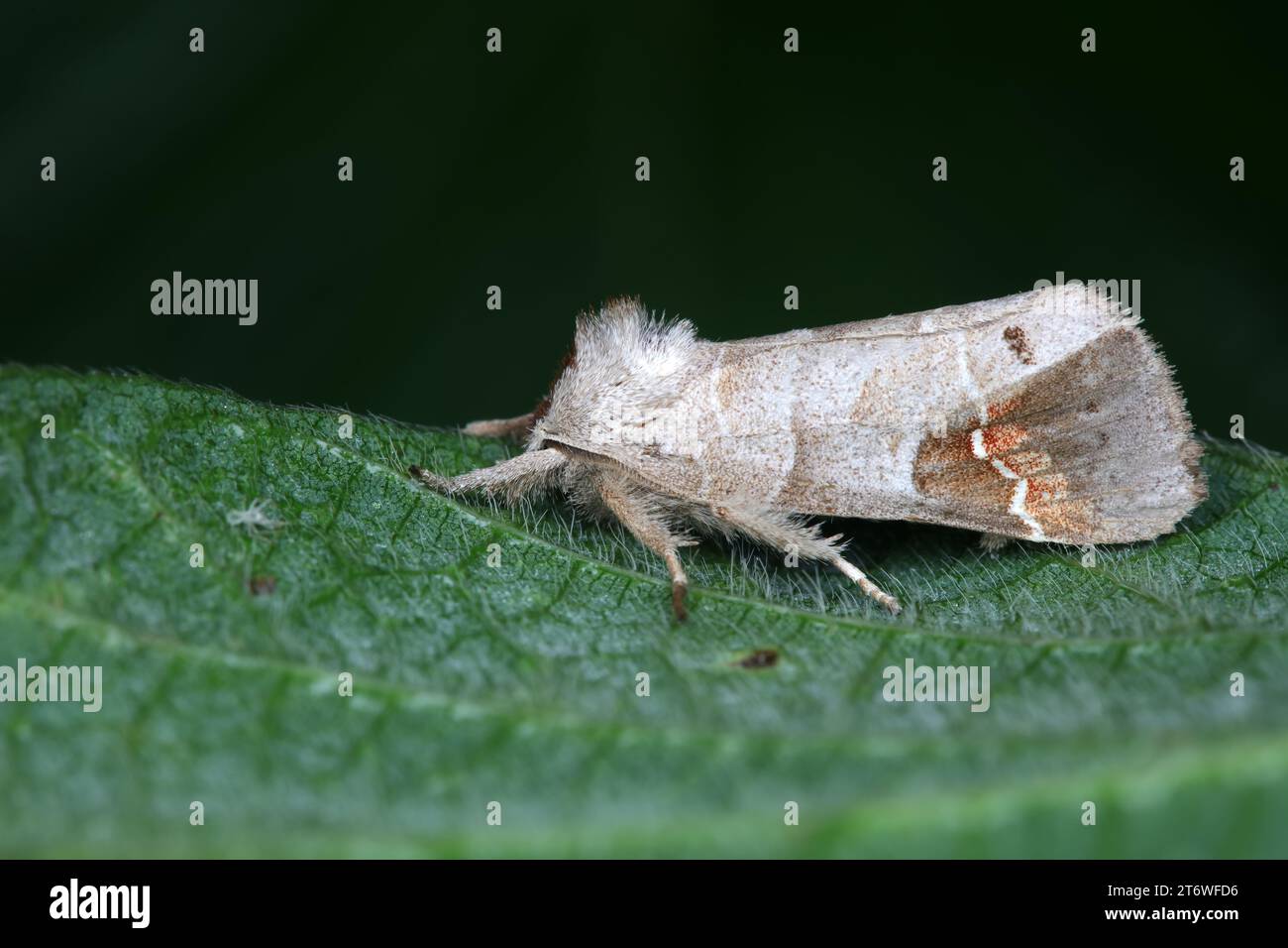 Moths on leaves in nature, North China Plain Stock Photo - Alamy