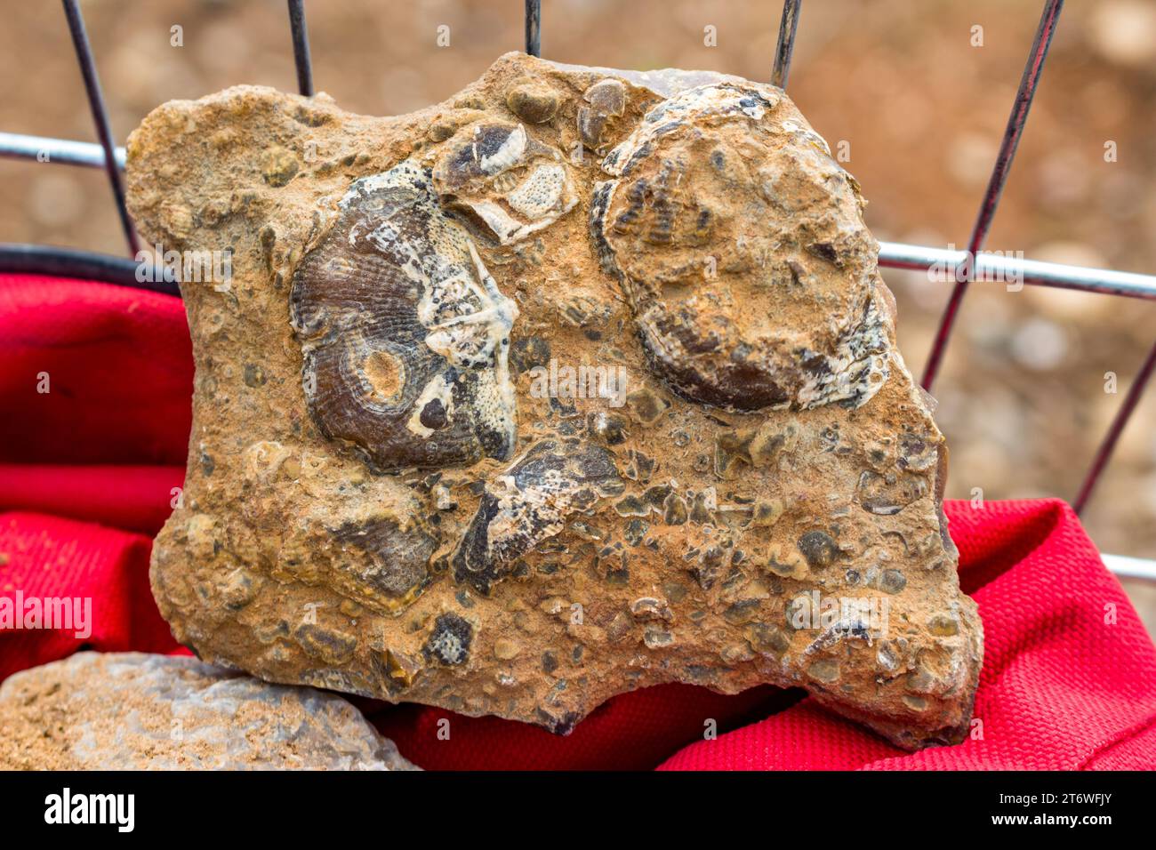 Flint slab with fossilized brachiopod shells, fossil search Stock Photo ...