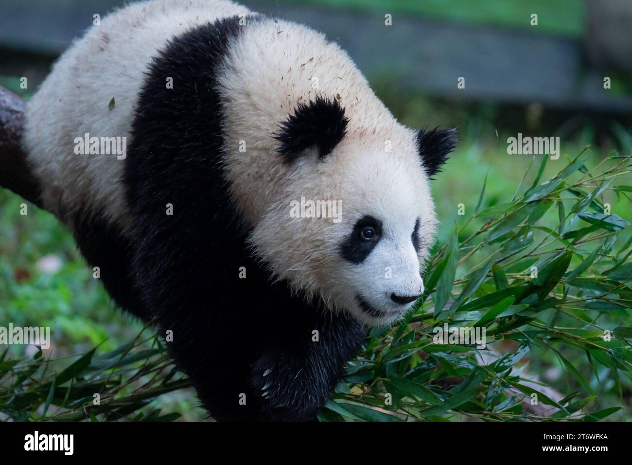 CHONGQING, CHINA - NOVEMBER 12, 2023 - Giant pandas play at the ...