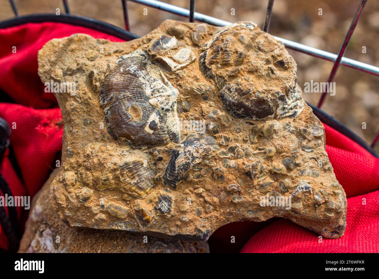Flint slab with fossilized brachiopod shells, fossil search Stock Photo ...