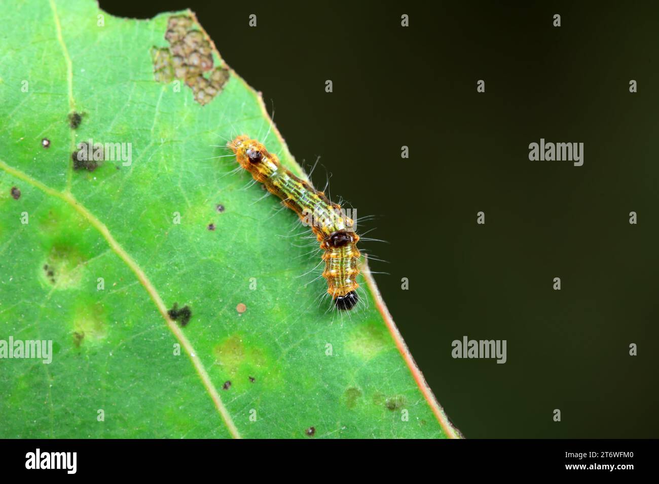 Moth larvae on leaves, North China Stock Photo - Alamy