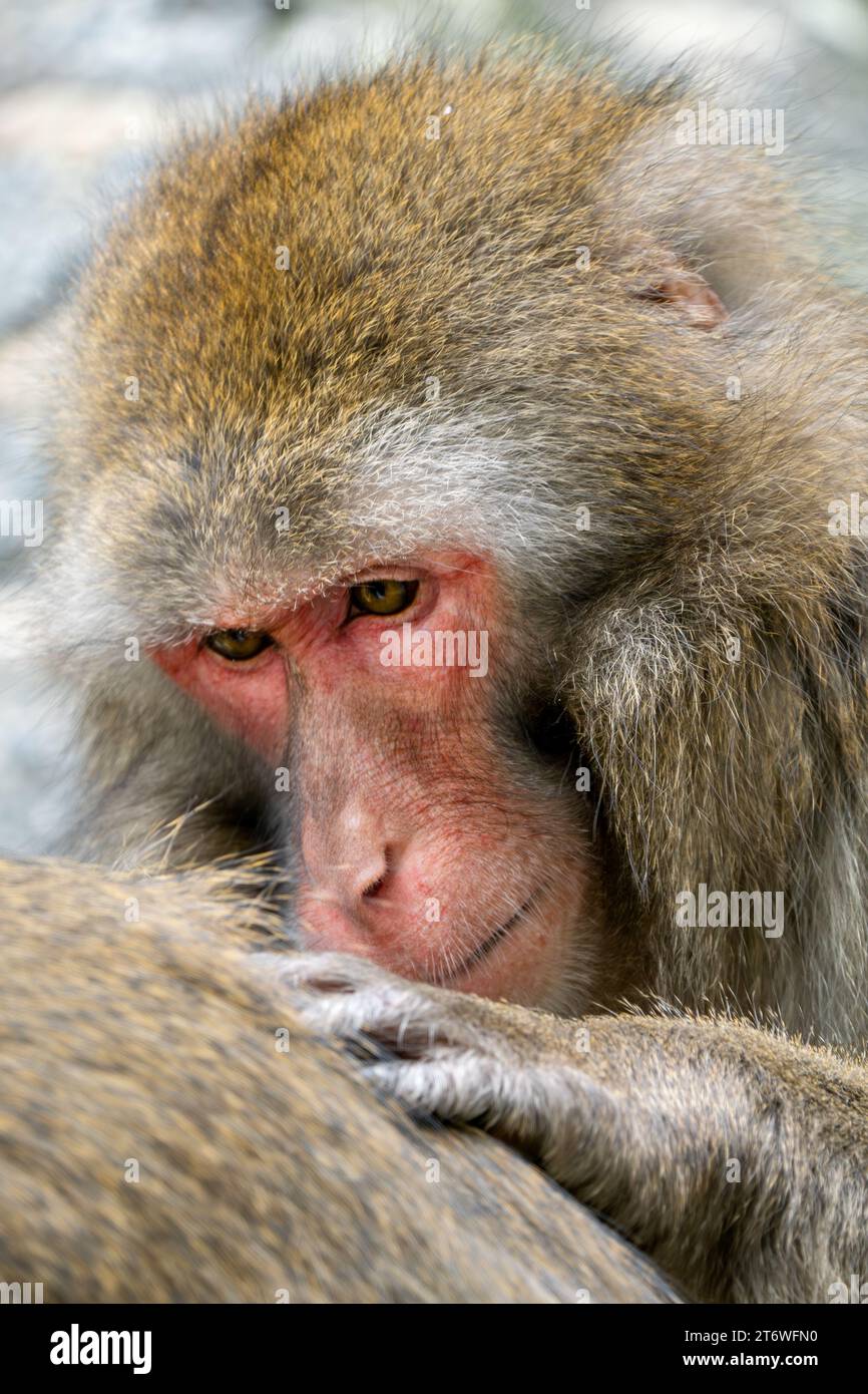 Japanese Macaque - Macaca fuscata, beautiful unique primate native to ...